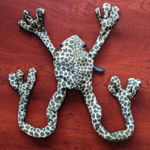 Long Legged Sand Frog – SenseAbilities